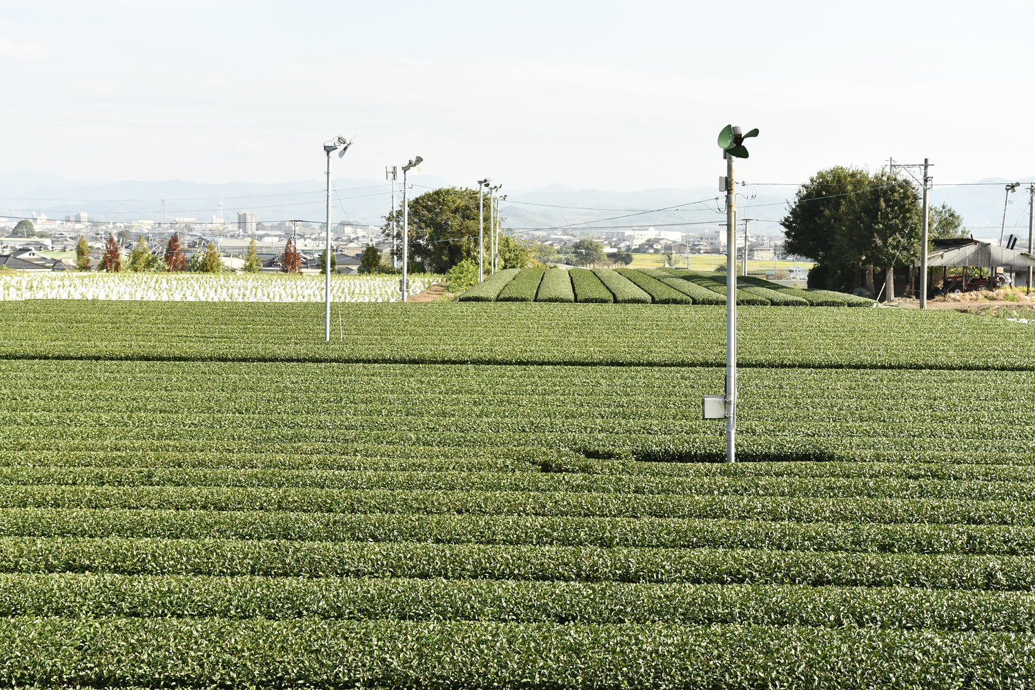 Matcha Cultivars – The Essence of Taste and Quality | Kyoyu – Kyoyu matcha